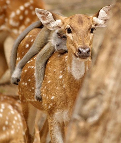 36 Amazing Animal Hugging Photos